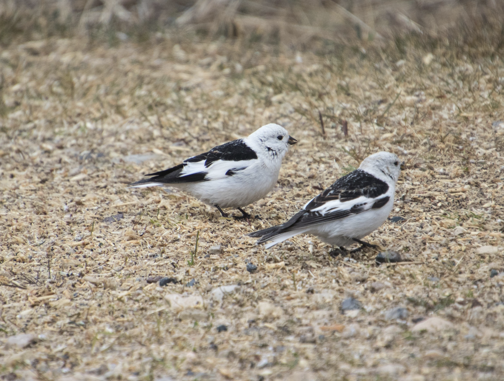 Birds on the Move: A Closer Look at Migratory Birds - Churchill ...